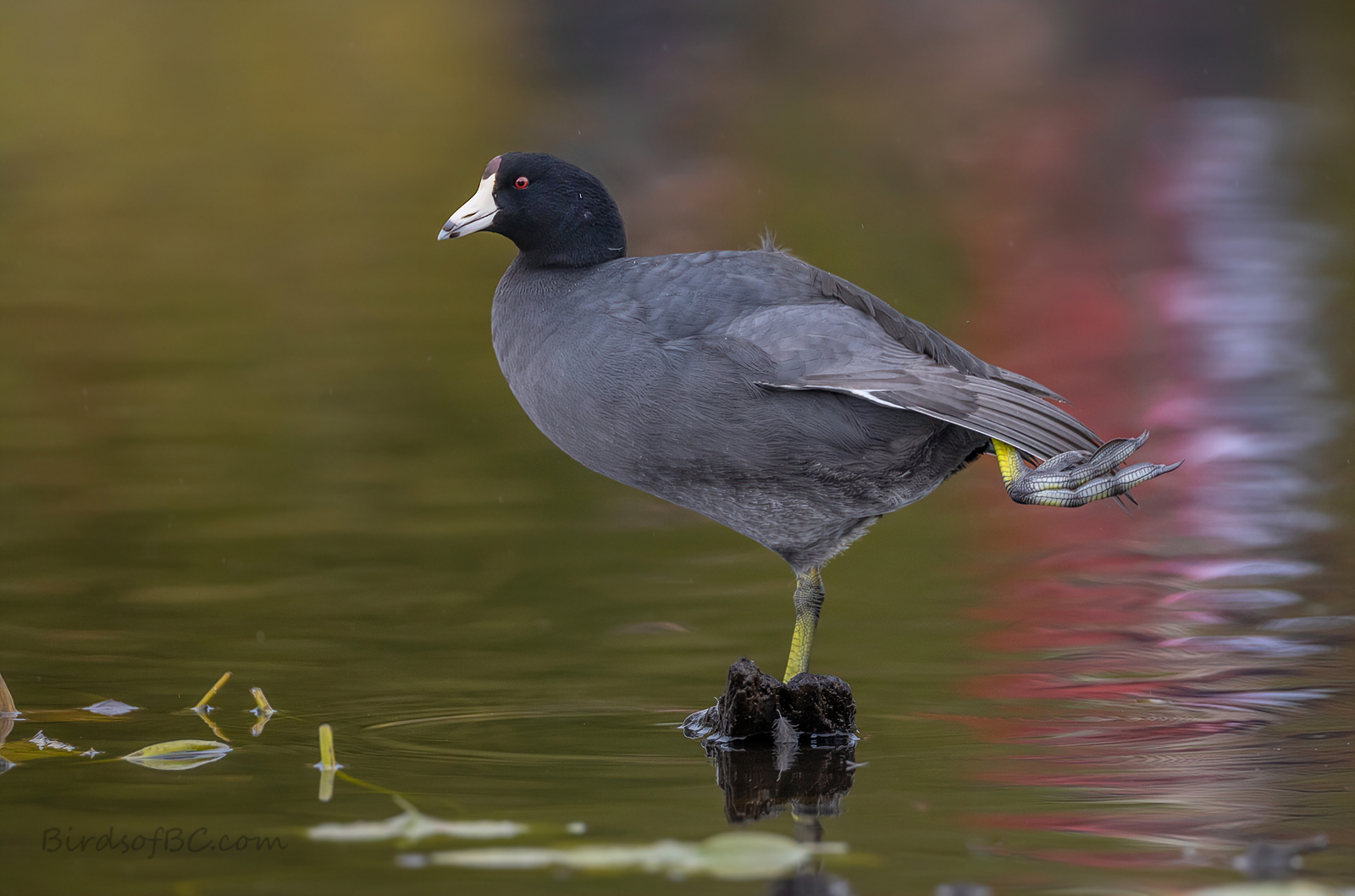 American Coot - Birds of BC