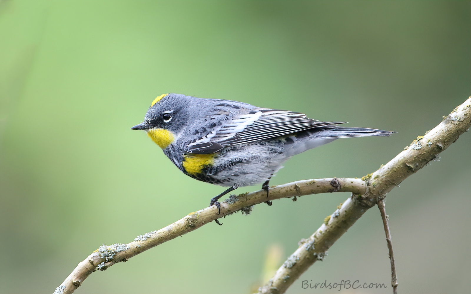 Yellow-rumped Warblers - Birds of BC