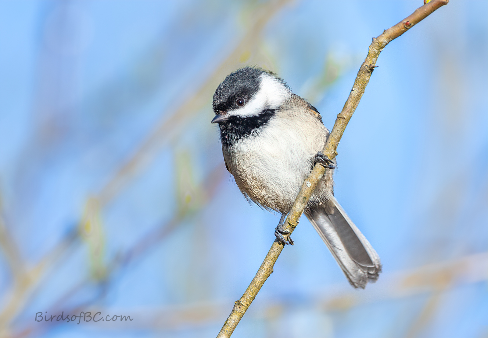 Black-capped Chickadees - Birds of BC