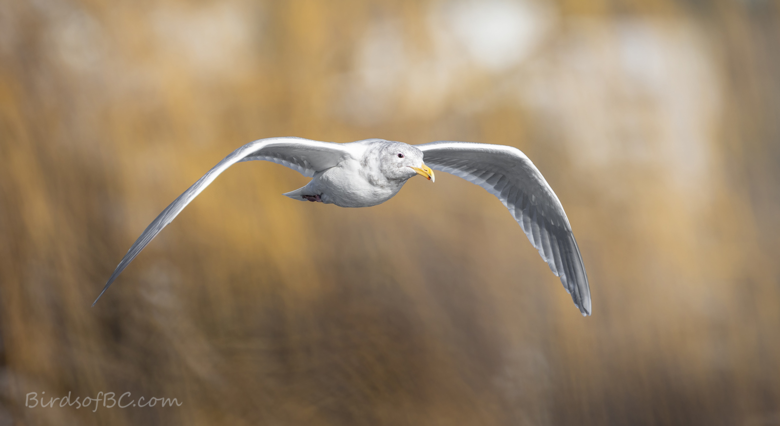 Gulls (various) - Birds of BC
