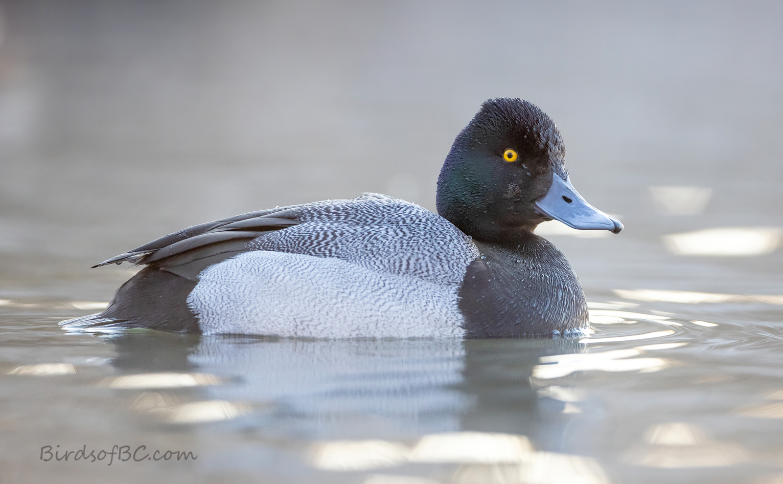 Scaups - Birds of BC