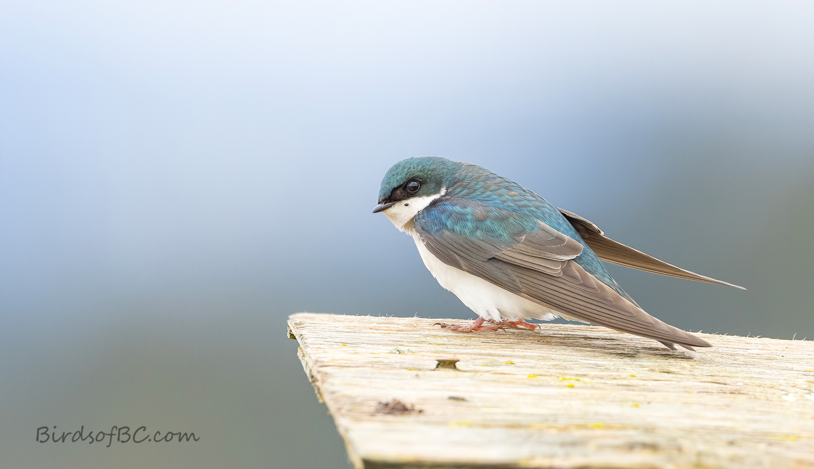 Swallows - Birds of BC