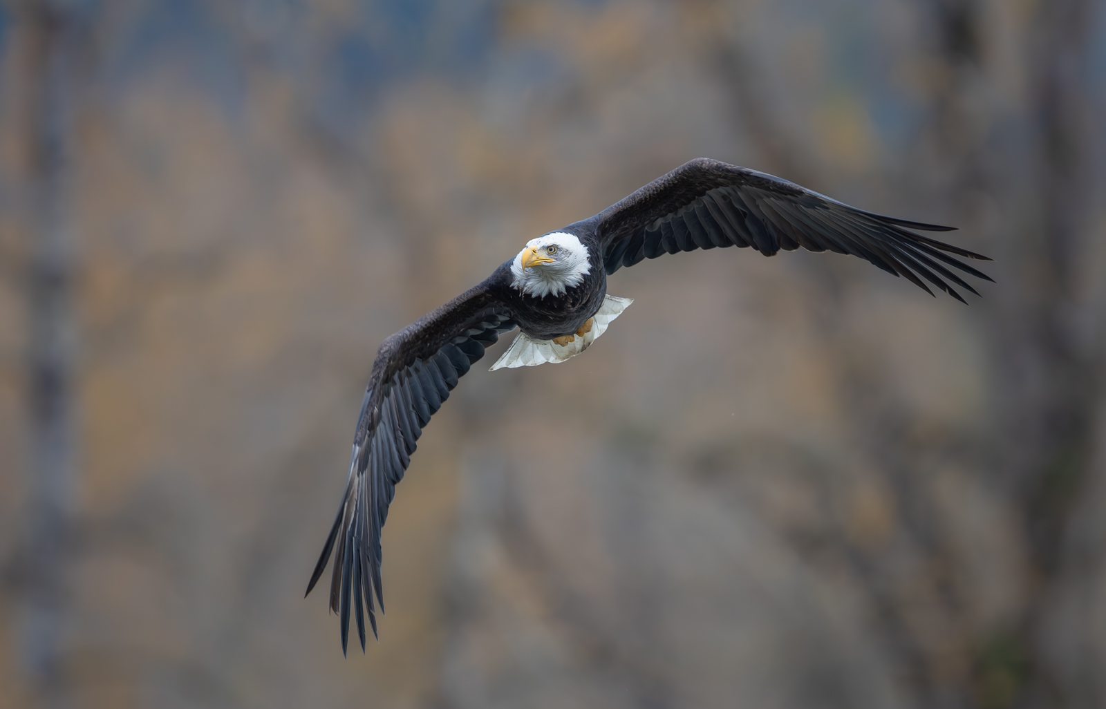Winter Eagles - Birds of BC