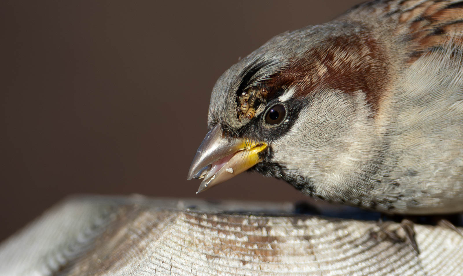 Nature & Wildlife - Photography - FM Forums